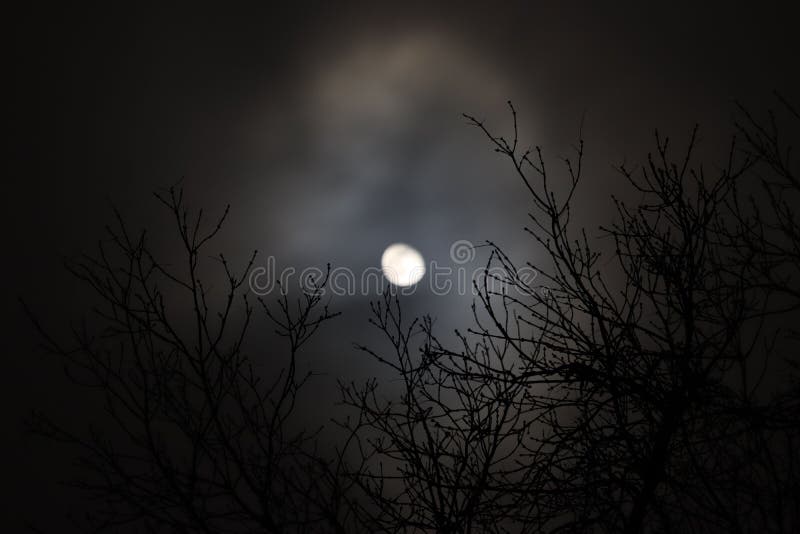 Blurred Moon Shining Brightly in the Sky Above the Silhouettes of Trees ...