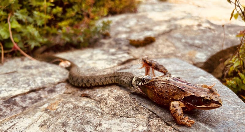 Blurred Motion: Grass Snake Preying on Common Frog in Cornwall. Stock ...
