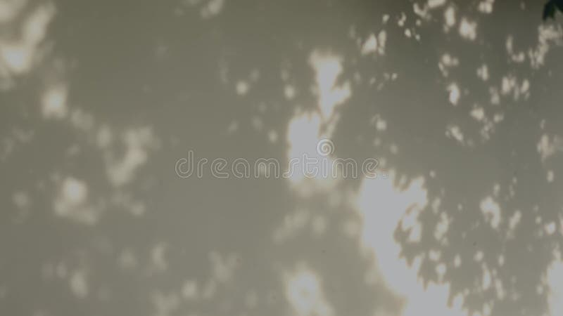Moving Motion Reflections of Foliage Shadow Maple Leaves of Tree on ...