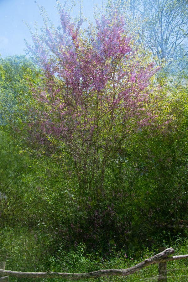 Blurred Multi Exposure of a Cherry Blossom Tree in the Spring Stock ...