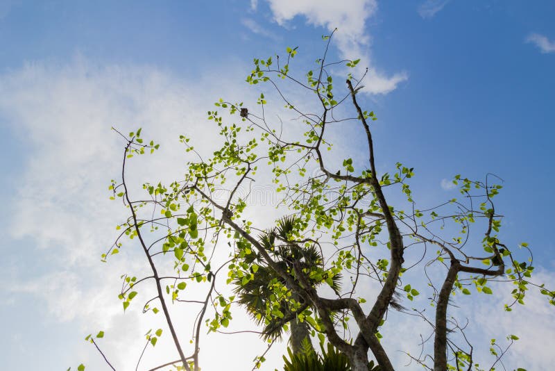 Blurred Nature Background Looking Up Forest Canopy Stock Photos - Free ...
