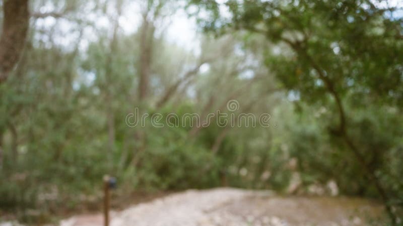 Blurred Outdoor Scene in Mallorca with Defocused View of Tree-filled ...