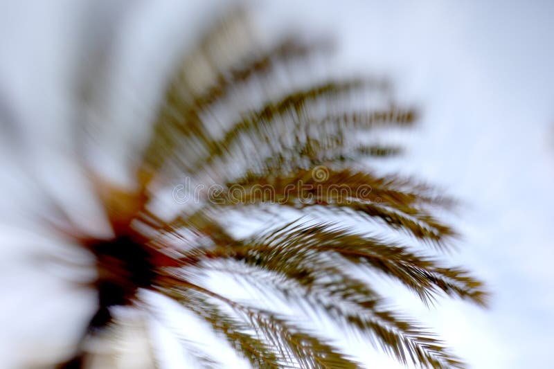 Blurred Palm Tree Leaves Against the Sky with Radial Motion Effect ...