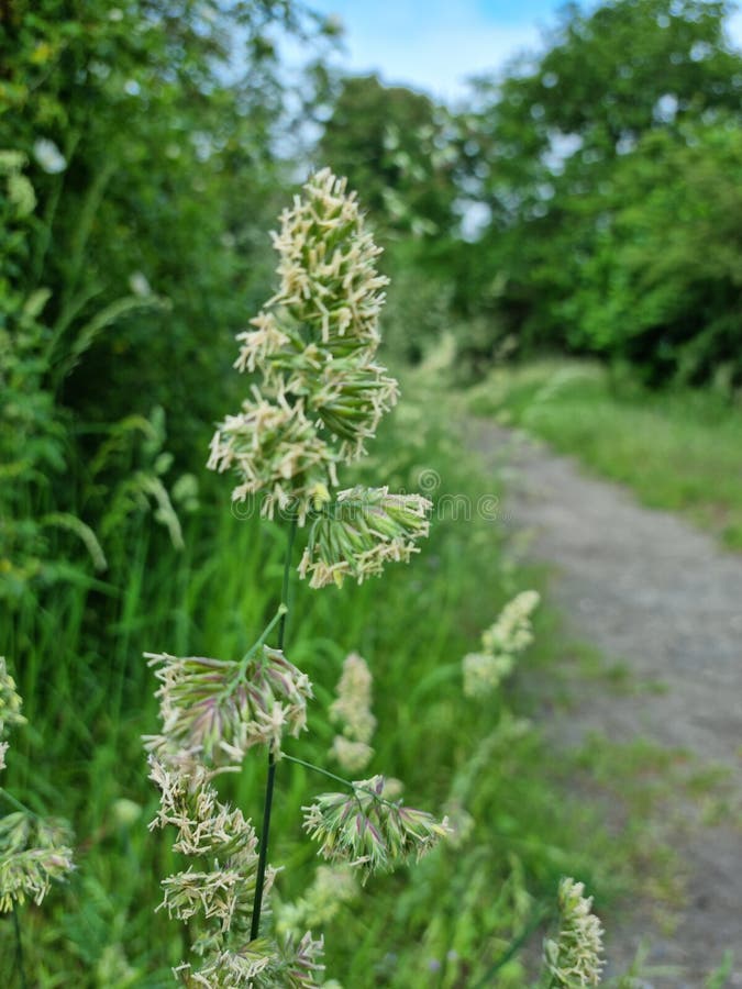 Blurred Path from a Verge stock photo. Image of nature - 254351882