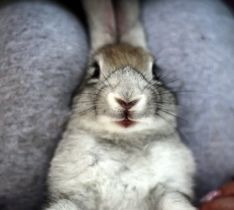 Blurred Photo of a Little Gray Rabbit Stock Image - Image of dwarf ...