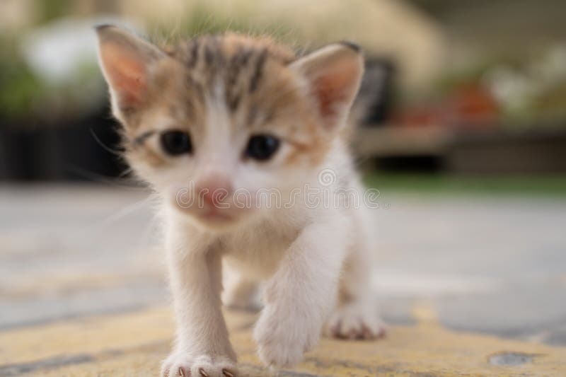 Blurred Photograph of a Three-day-old Kitten, a Street Cat of Middle ...