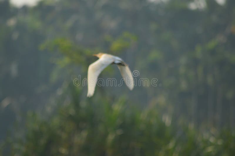 Blurred Photography Flying Bird Stock Image - Image of metropolis, city ...