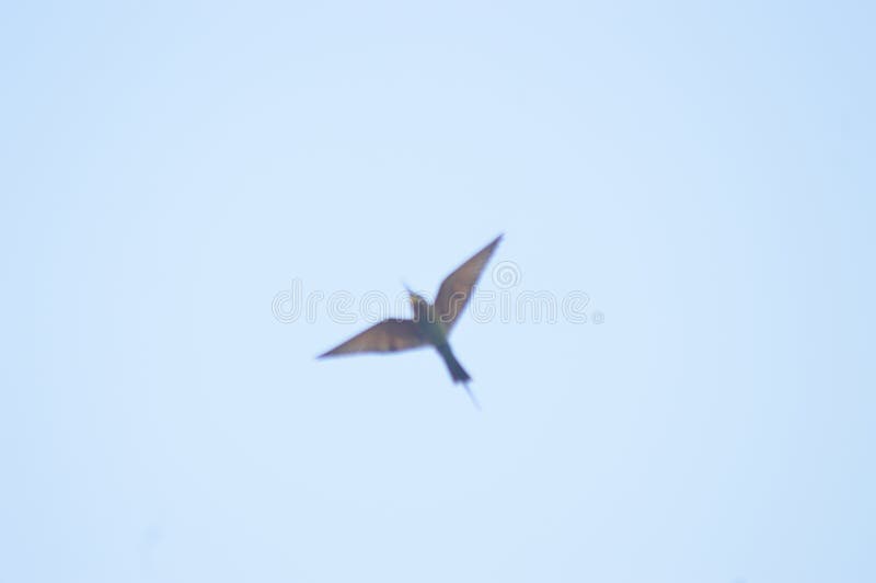 Blurred Photography of Flying Bird Stock Photo - Image of flight, wind ...