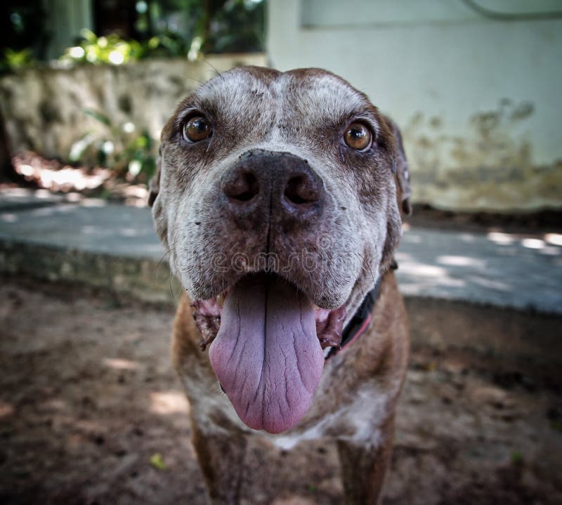 Pitbull dog face stock image. Image of camera, stare - 48543429