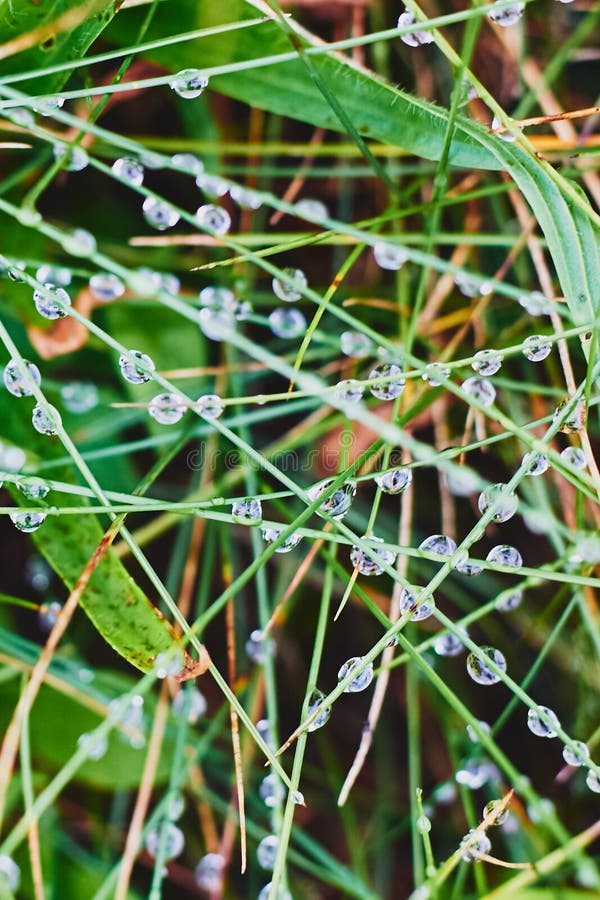 Blurred plant background stock photo. Image of blurry - 125598130