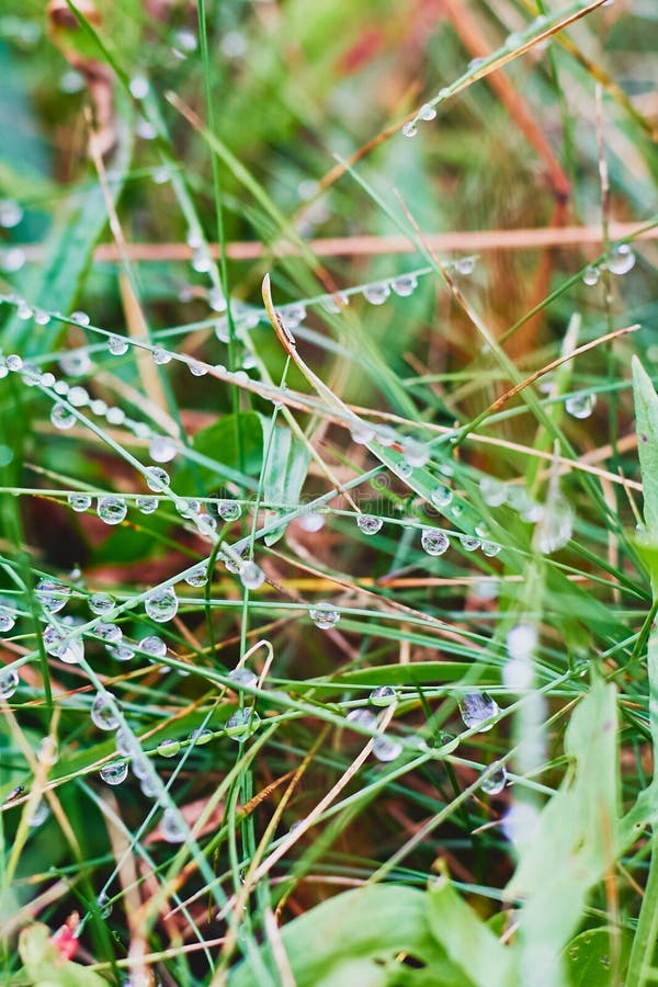 Blurred plant background stock photo. Image of photosynthesis - 125598242
