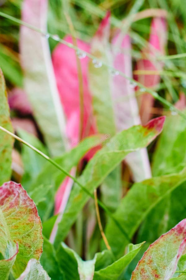 Blurred plant background stock photo. Image of coloured - 125543466