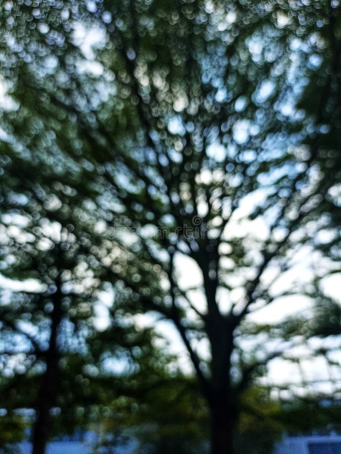 357 Potrait Trees Stock Photos - Free & Royalty-Free Stock Photos from ...