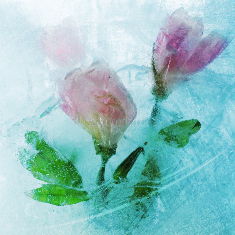 Blurred Red Flowers Chained in Ice by Severe Frost. Stock Image - Image ...