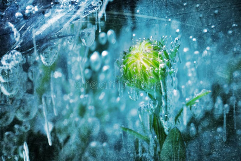 Blurred Red Flowers Chained in Ice by Severe Frost. Stock Photo - Image ...