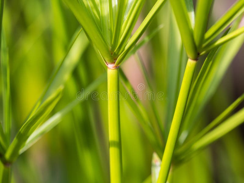 Blurred of Reed Branch stock photo. Image of branch, leaf - 83250018