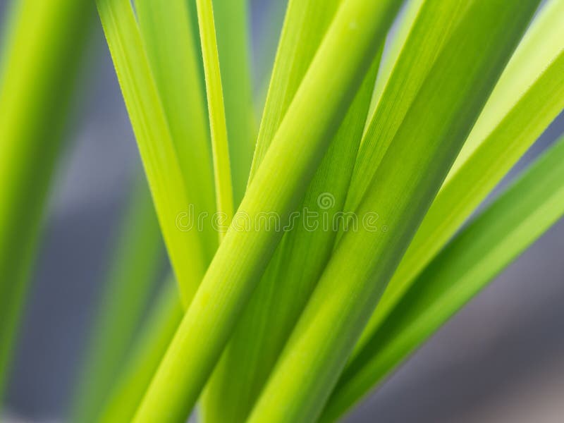 Blurred of Reed Branch stock image. Image of grass, magical - 83270185