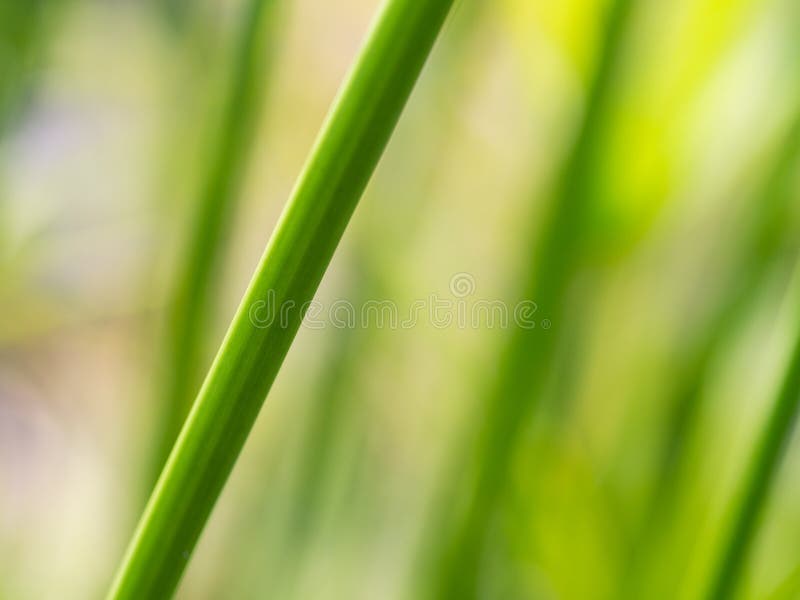 Blurred of Reed Branch stock image. Image of dense, high - 83270193