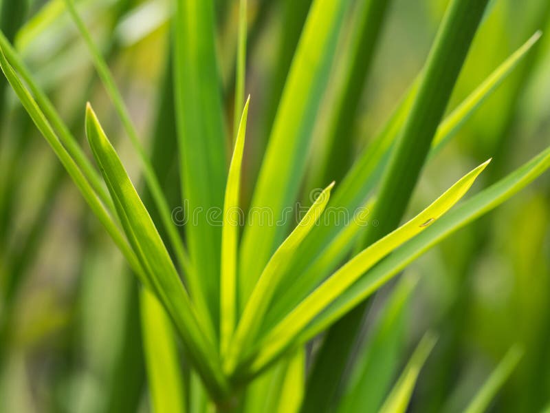 Blurred of Reed Branch stock image. Image of lush, environment - 83250001