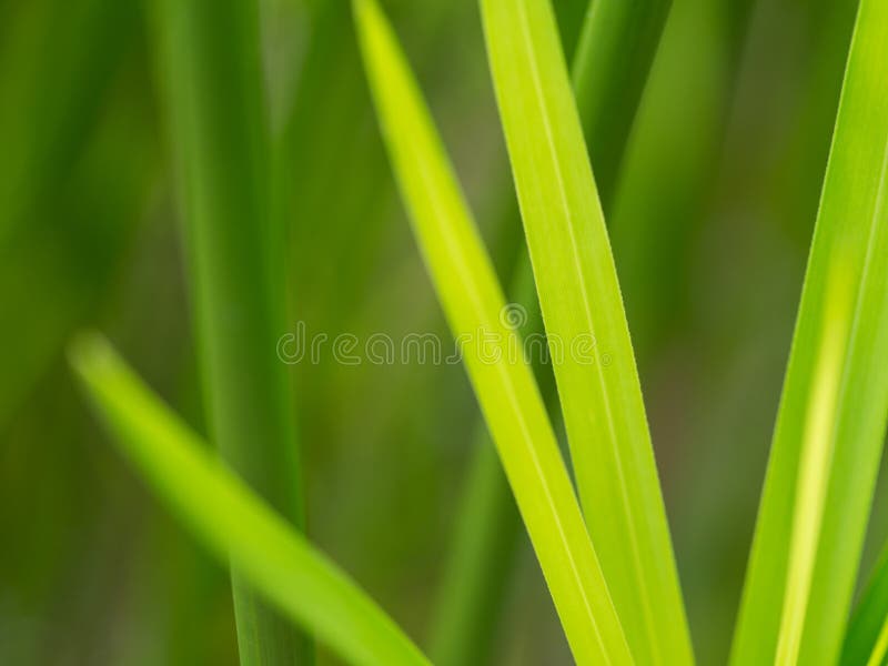 Blurred of Reed Leaf stock image. Image of botany, magical - 83249981