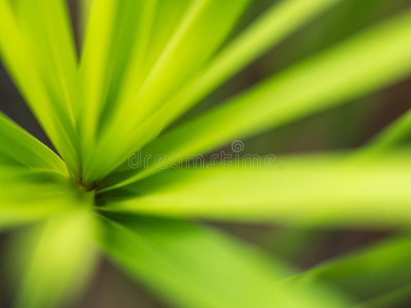 Blurred of Reed Leaf stock photo. Image of natural, mystery - 83268506