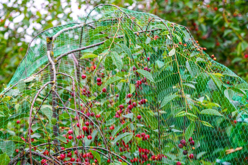 Blurred Ripe Cherries on the Cherry Tree with Protective Netting To ...