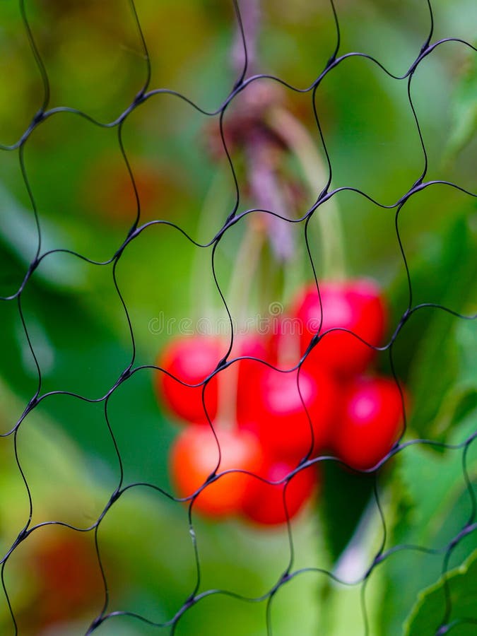 Blurred Ripe Cherries on the Cherry Tree with Protective Netting To ...