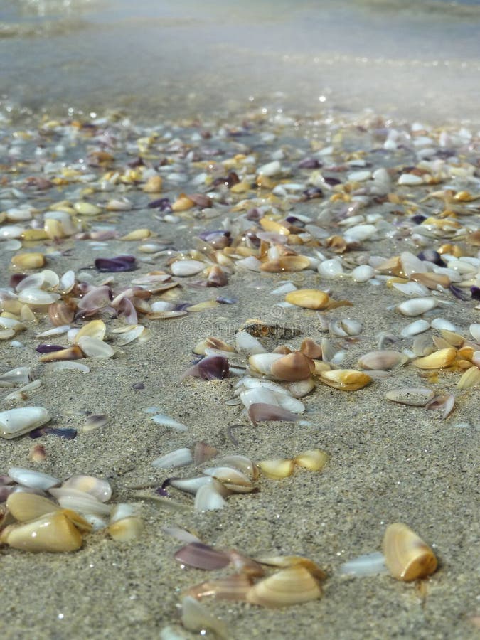Blurred Sandy Beach with Many Shell of the Bivalve Mollusk Stock Image ...
