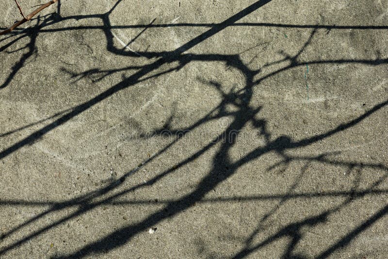 Blurred Shadow of Abstract Shape Branches on the Wall in Full Frame ...