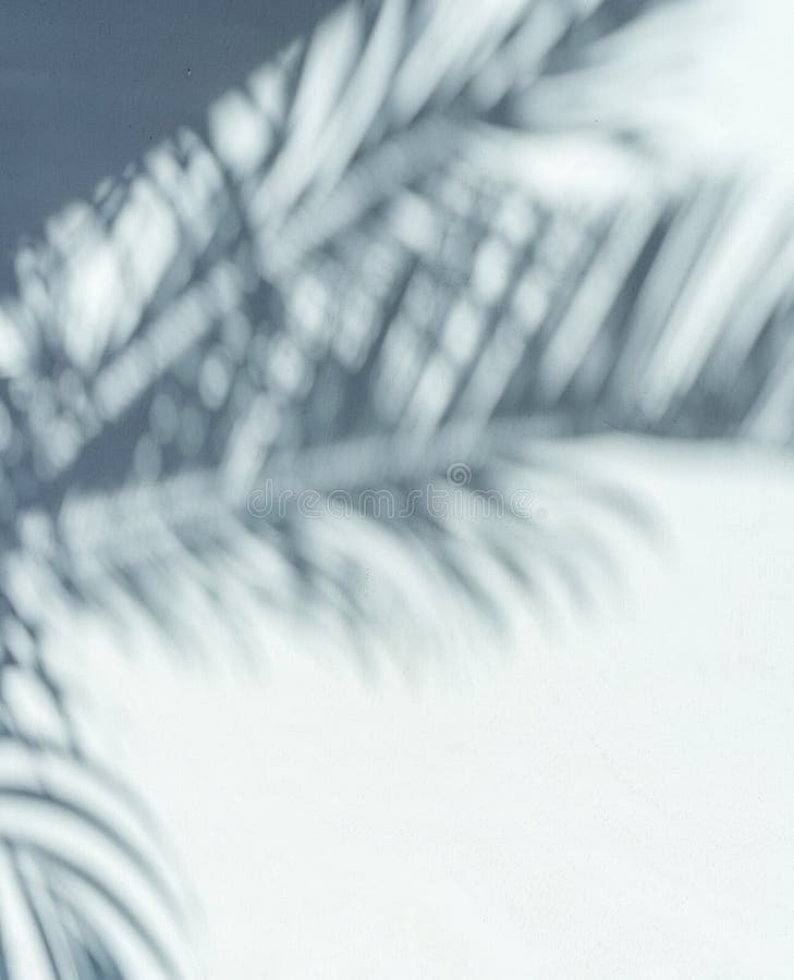 Blurred Shadow of Tropical Palm Leaves on Gray Wall Background. Summer ...
