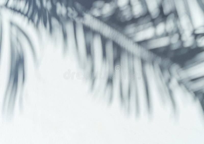 Blurred Shadow of Tropical Palm Leaves on Gray Wall Background. Summer ...