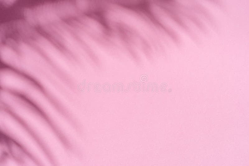 Blurred Shadow of Tropical Palm Leaves on Pink Wall and Table Top in ...