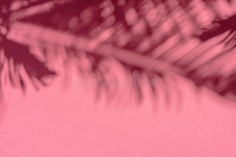 Blurred Shadow of Tropical Palm Leaves on Pink Wall Background. Summer ...