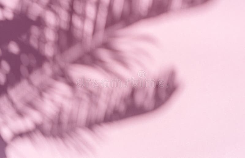 Blurred Shadow of Tropical Palm Leaves on Pink Wall and Table Top in ...