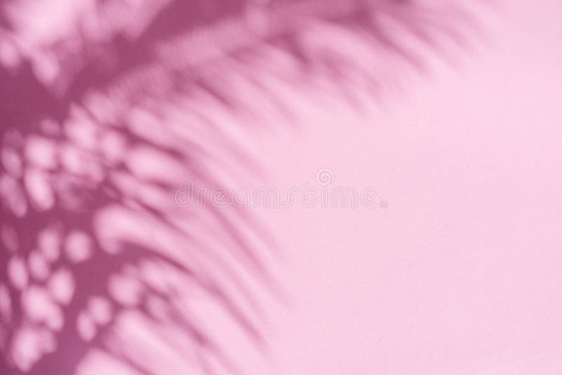 Blurred Shadow of Tropical Palm Leaves on Pink Wall and Table Top in ...