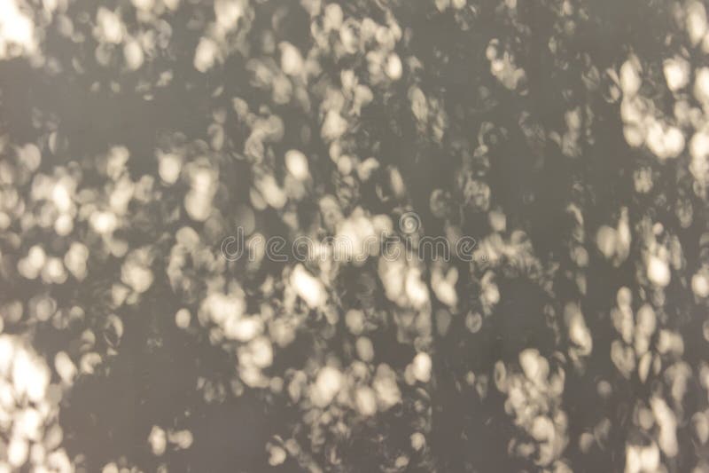 Blurred Shadows on Building Wall Stock Photo - Image of branch, bright ...