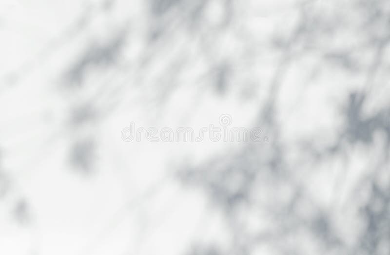 Blurred Shadows of Trees on White Background Stock Photo - Image of ...