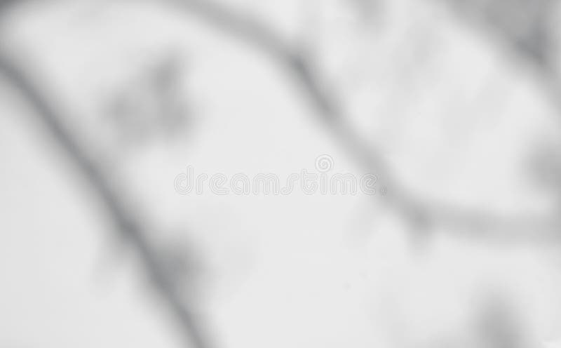 Blurred Shadows of Trees on White Background Stock Photo - Image of ...
