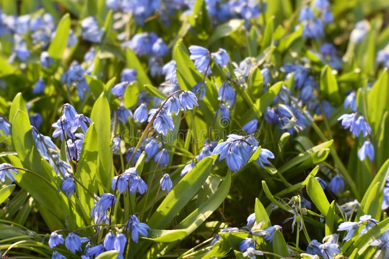 Blurred, Soft Light. Blue Primroses in Spring in Sunlight, Lat. Scilla ...