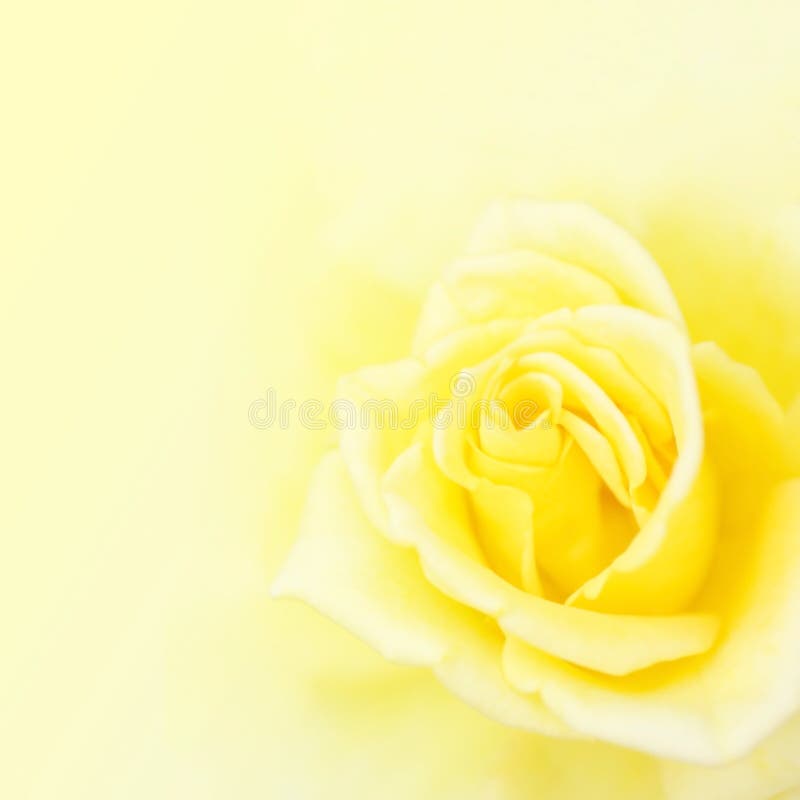 1,700+ Yellow rose background Free Stock Photos - StockFreeImages