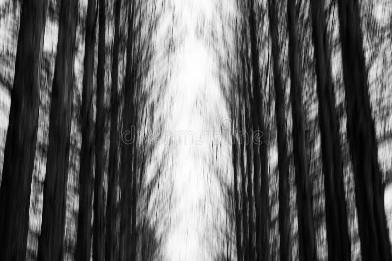 Blurred spooky pine woods stock photo. Image of light - 53478048