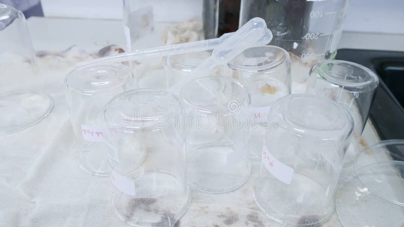 Blurred Student Medical Technology. Stock Photo - Image of person ...