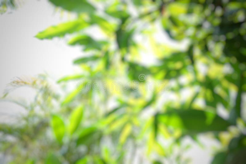 Blurred tree stock photo. Image of nature, fresh, foliage - 69725068