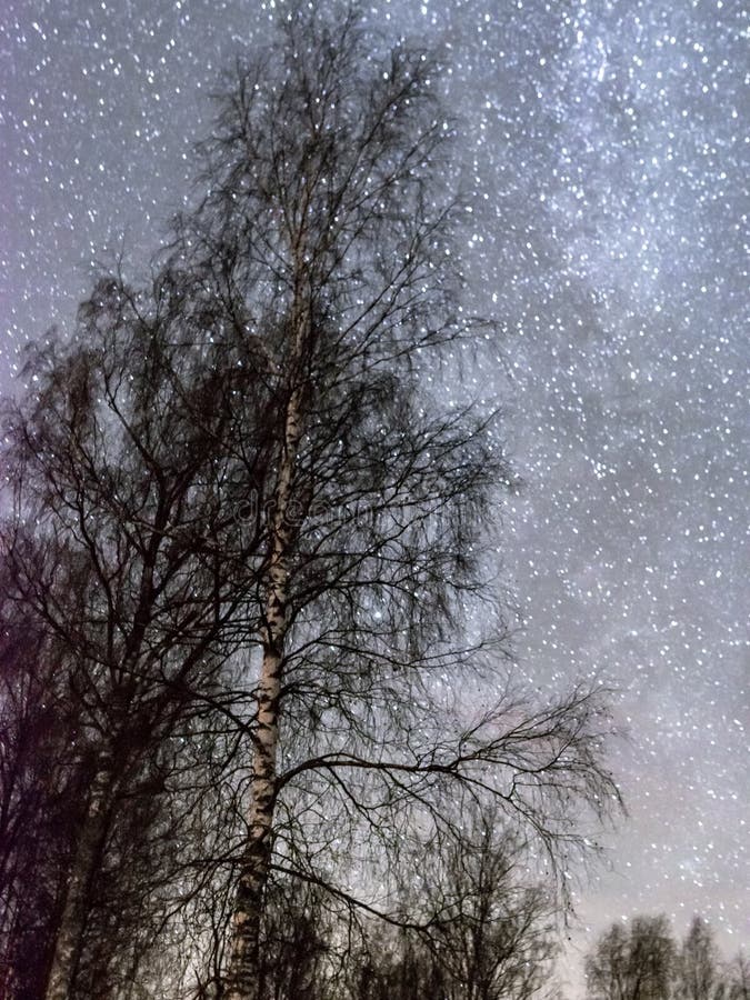Blurred Tree Branches Against Starry Sky, Blurred Texture, Suitable for ...