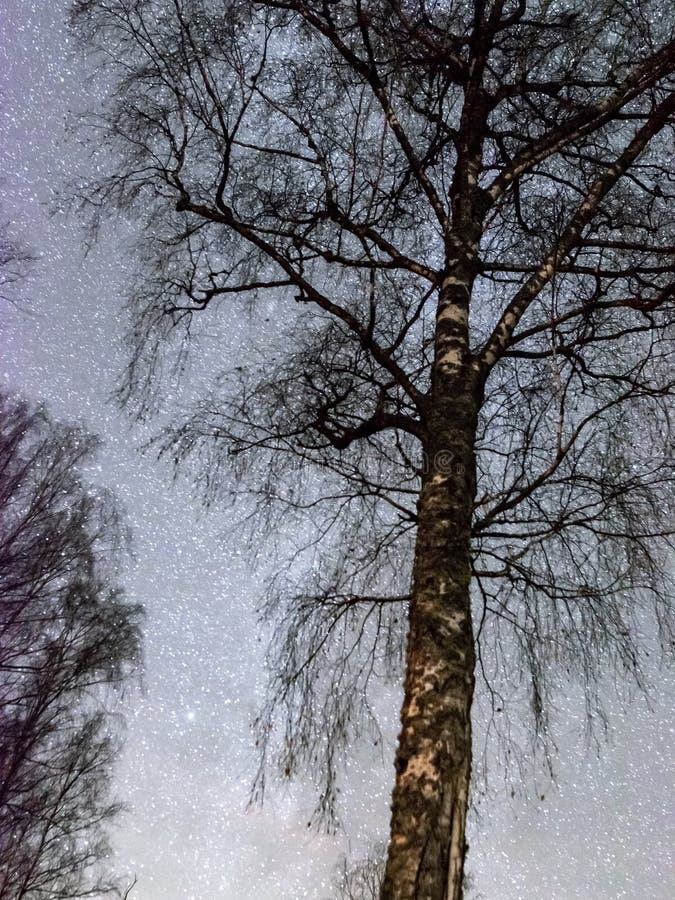 Blurred Tree Branches Against Starry Sky, Blurred Texture, Suitable for ...