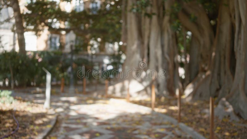 Blurred Tree-lined Pathway with Bokeh Effect in an Outdoor Environment ...