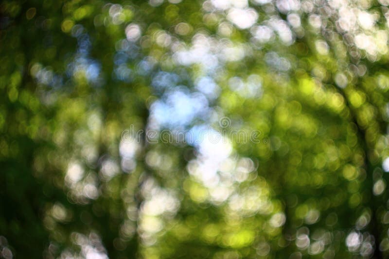 Blurred trees background stock image. Image of weather - 183328079