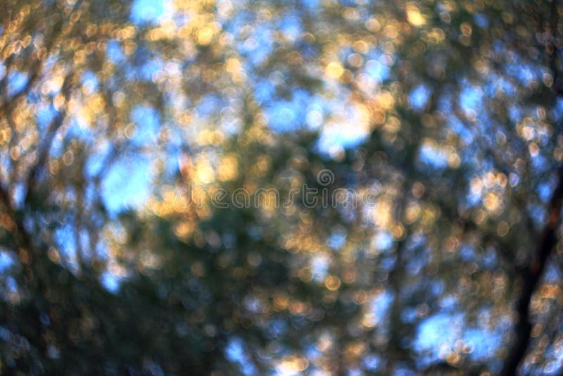 Blurred trees background stock image. Image of weather - 183328079