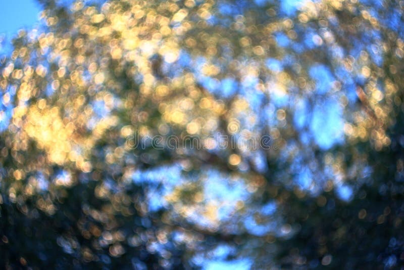 Blurred trees background stock image. Image of weather - 183328079