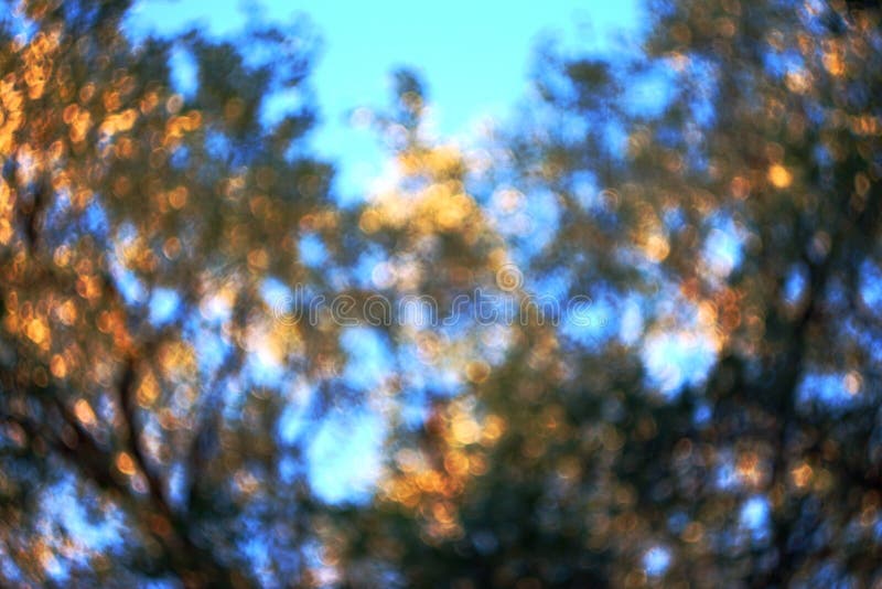 Blurred trees background stock image. Image of weather - 183328079